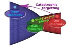 睡眠可以防止人工智能发生“灾难性遗忘”-煤油灯科技