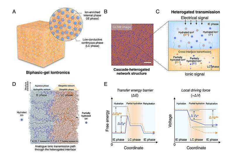 科学家们开发了一种新的电子到多离子信号传输方法-煤油灯科技